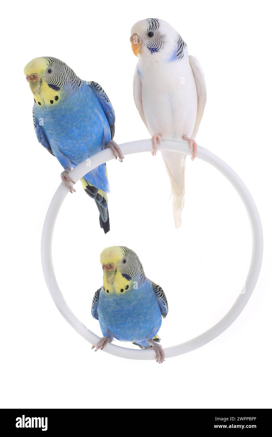 budgerigars australian parakeets isolated on white background Stock ...
