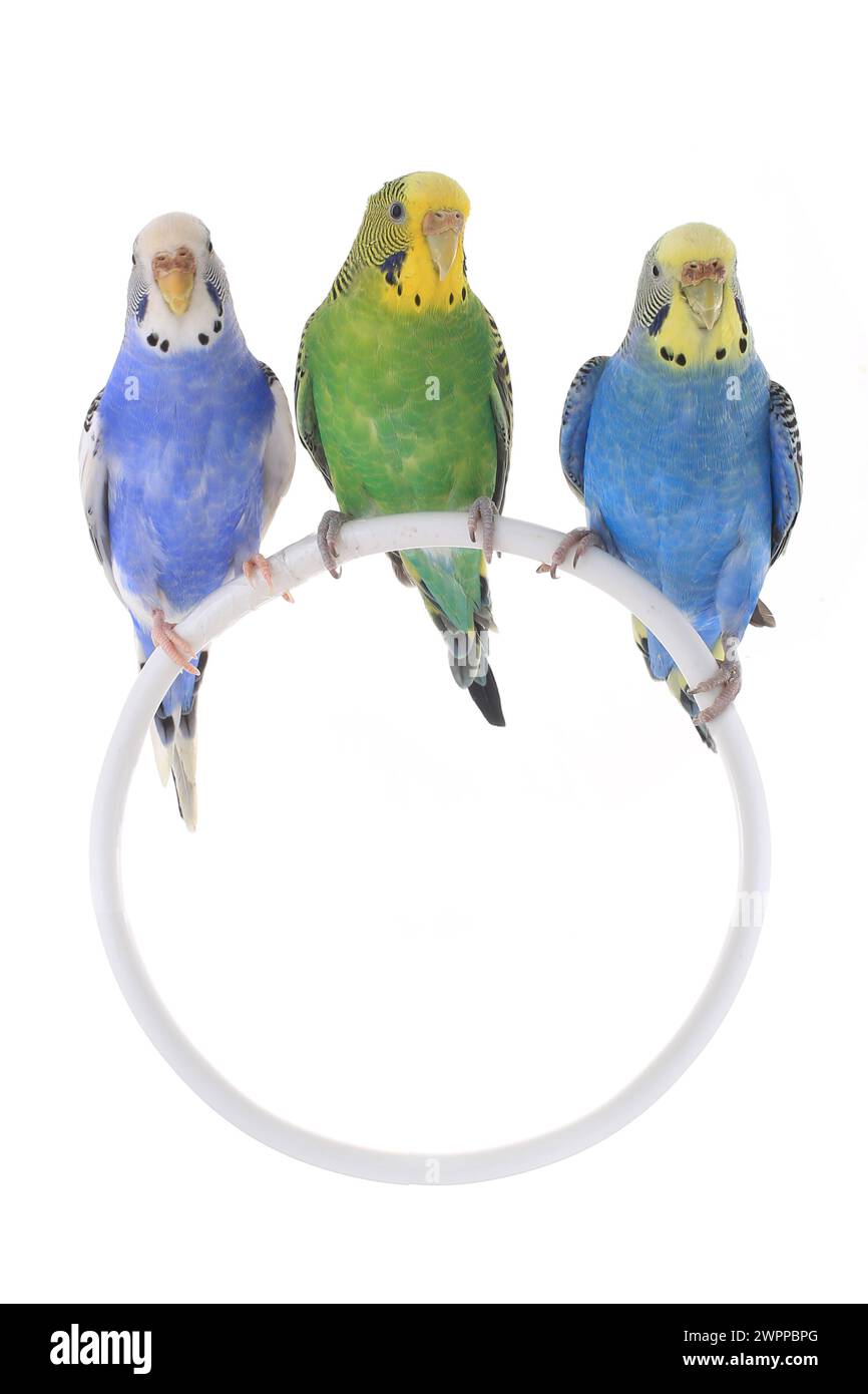 budgerigars australian parakeets isolated on white background Stock ...