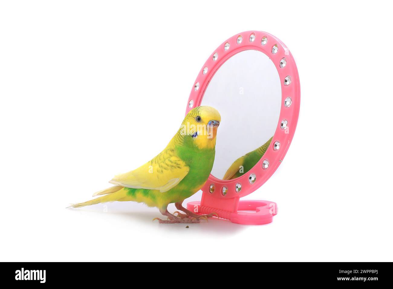 budgerigars australian parakeets isolated on white background with a ...