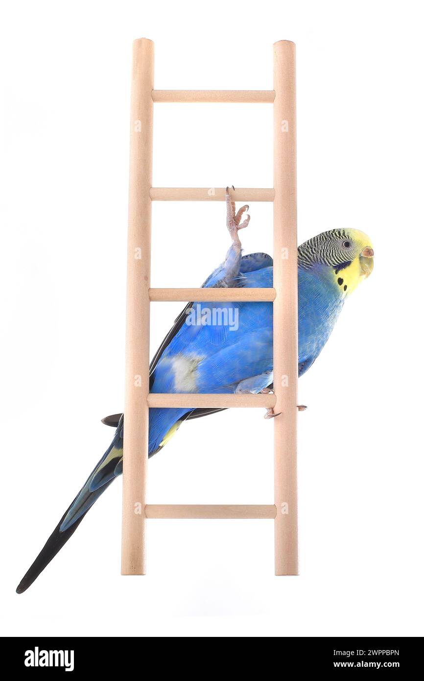 budgerigars australian parakeets isolated on white background Stock ...