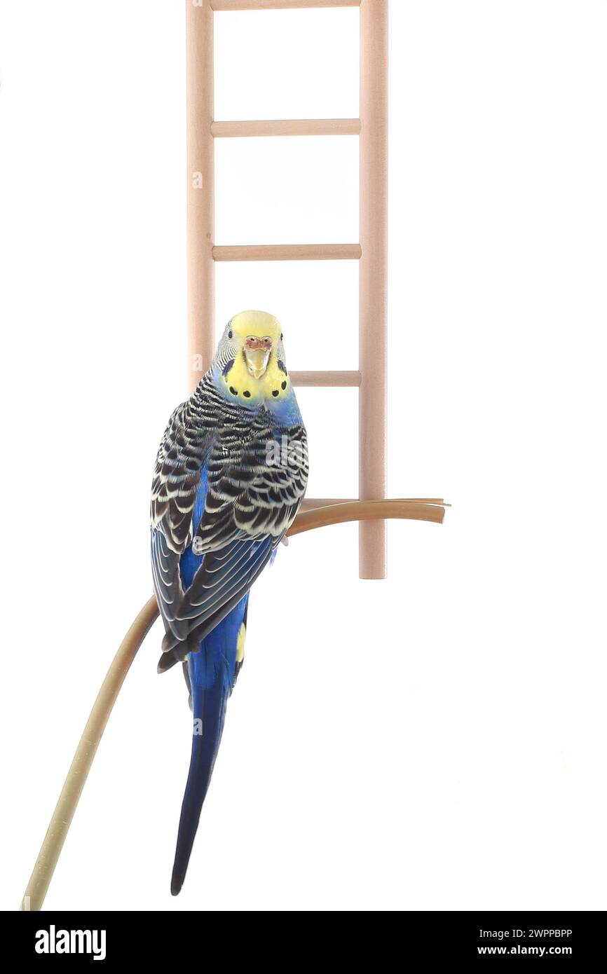 budgerigars australian parakeets isolated on white background Stock ...