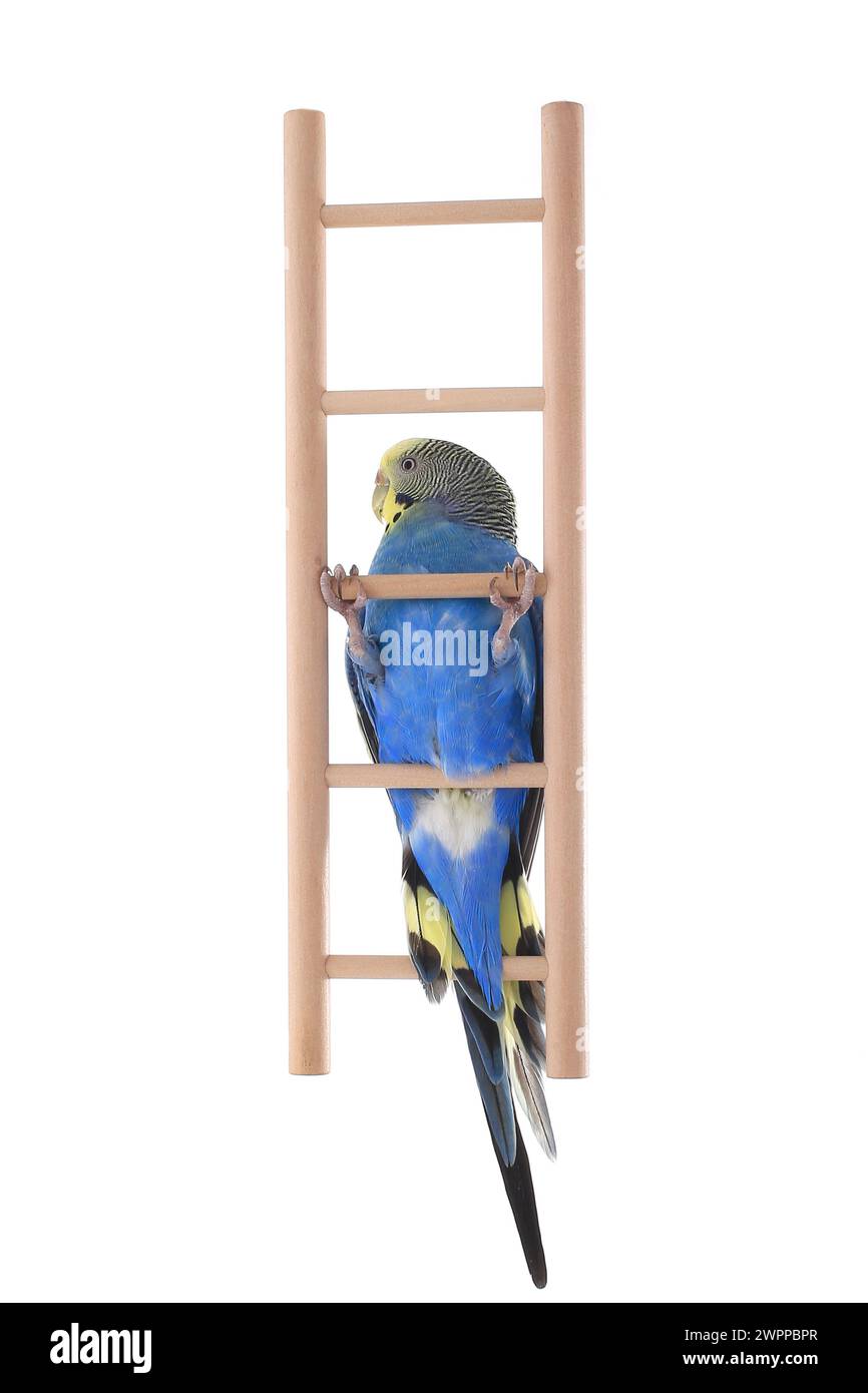 budgerigars australian parakeets isolated on white background Stock ...