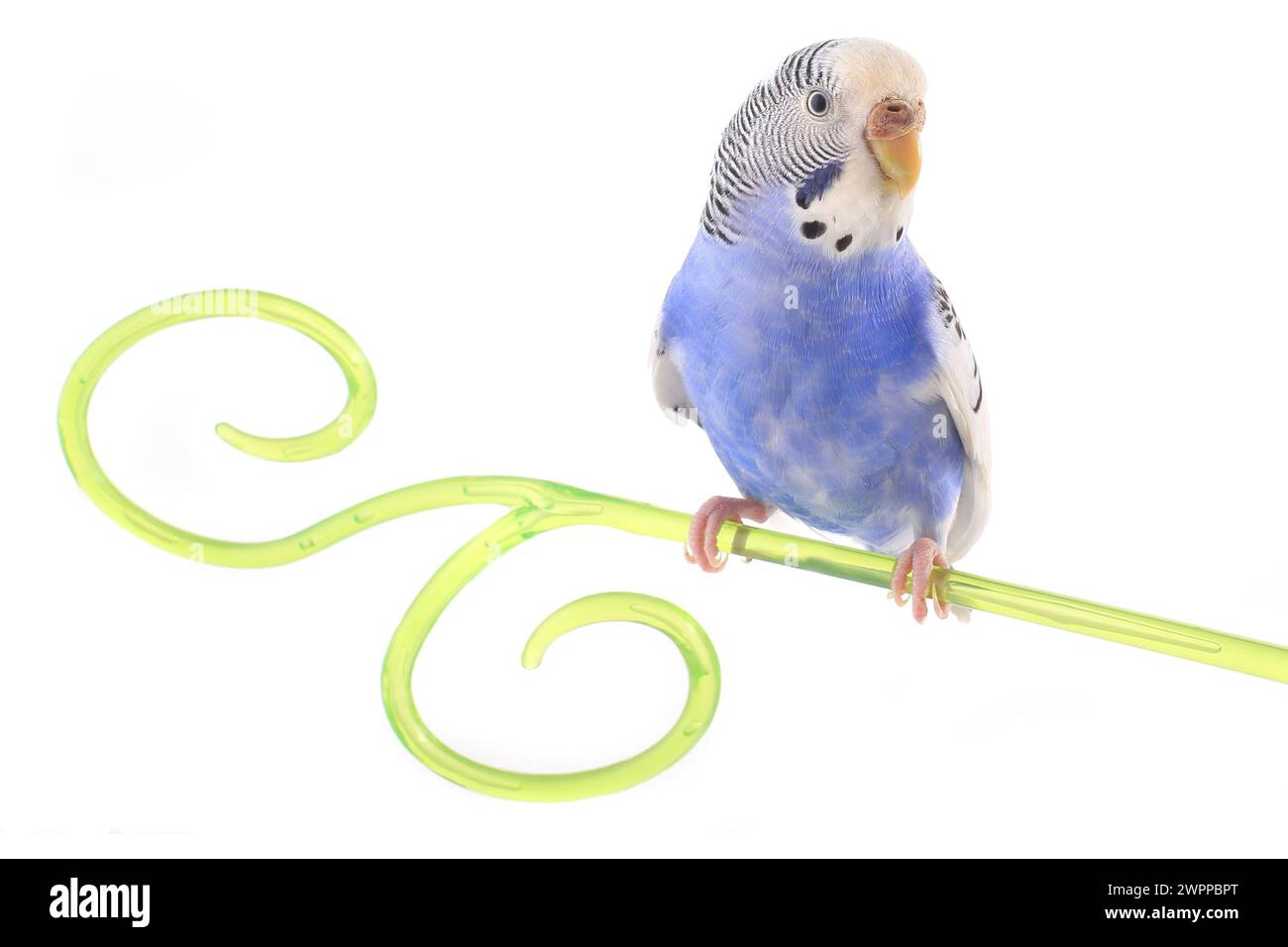 budgerigars australian parakeets isolated on white background Stock ...