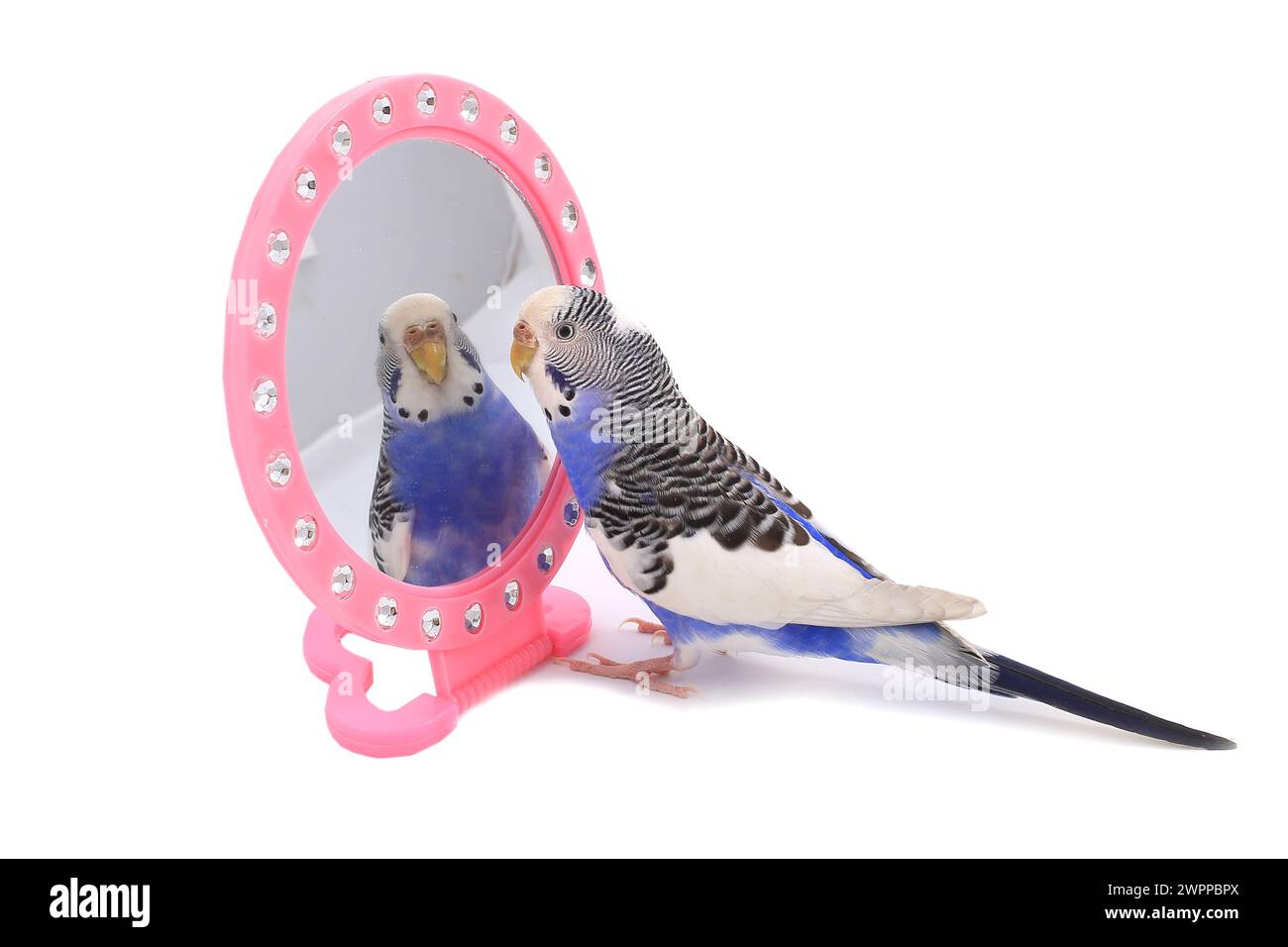 budgerigars australian parakeets isolated on white background with a ...