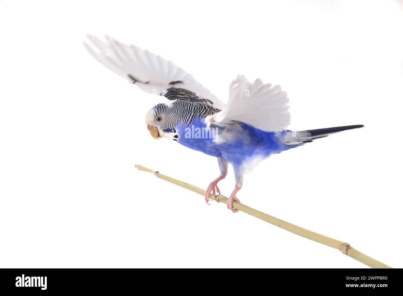 blue budgie isolated on white background Stock Photo - Alamy