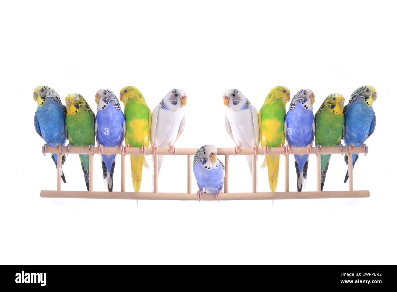 budgerigars australian parakeets isolated on white background Stock ...