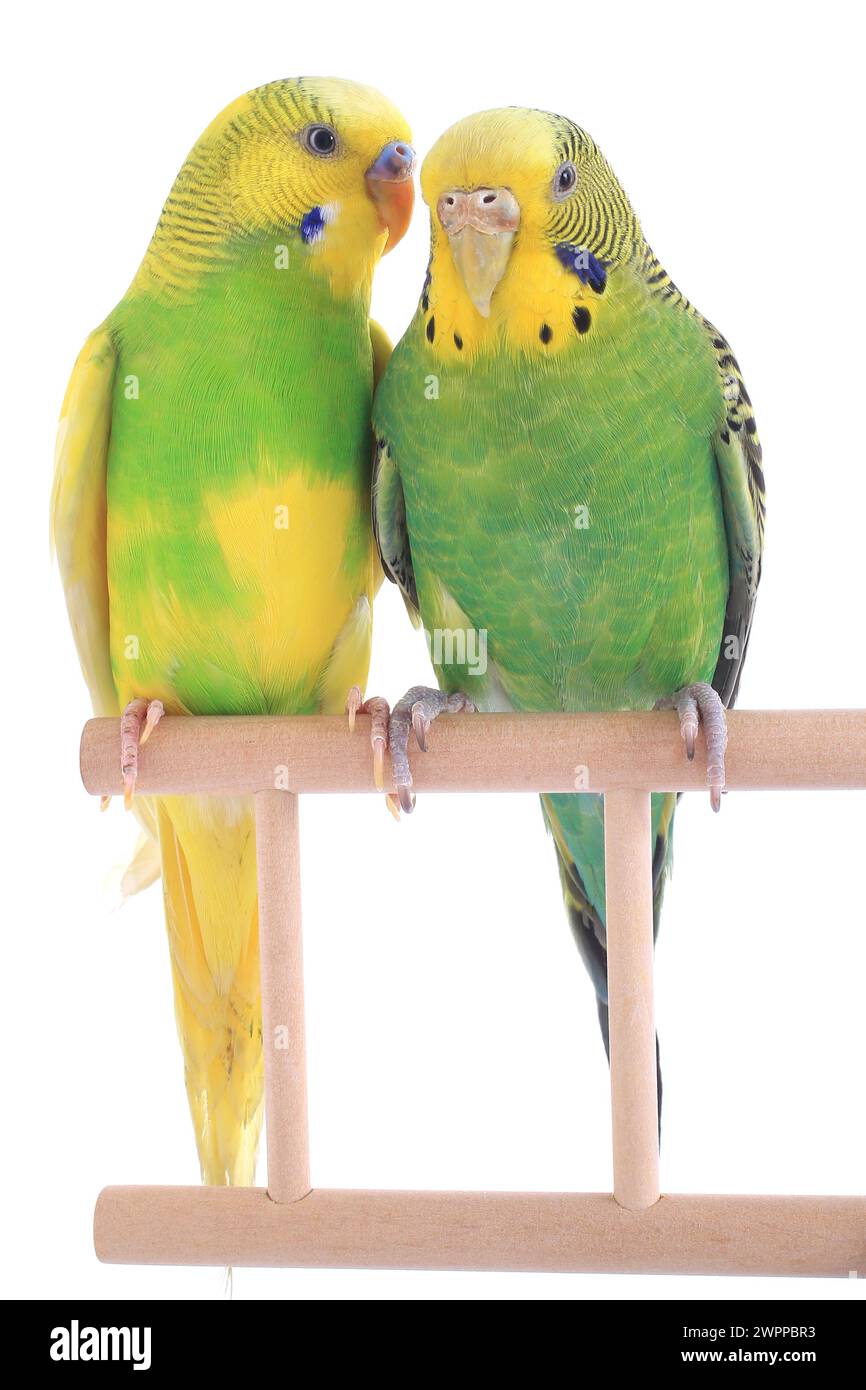 budgerigars australian parakeets isolated on white background Stock ...