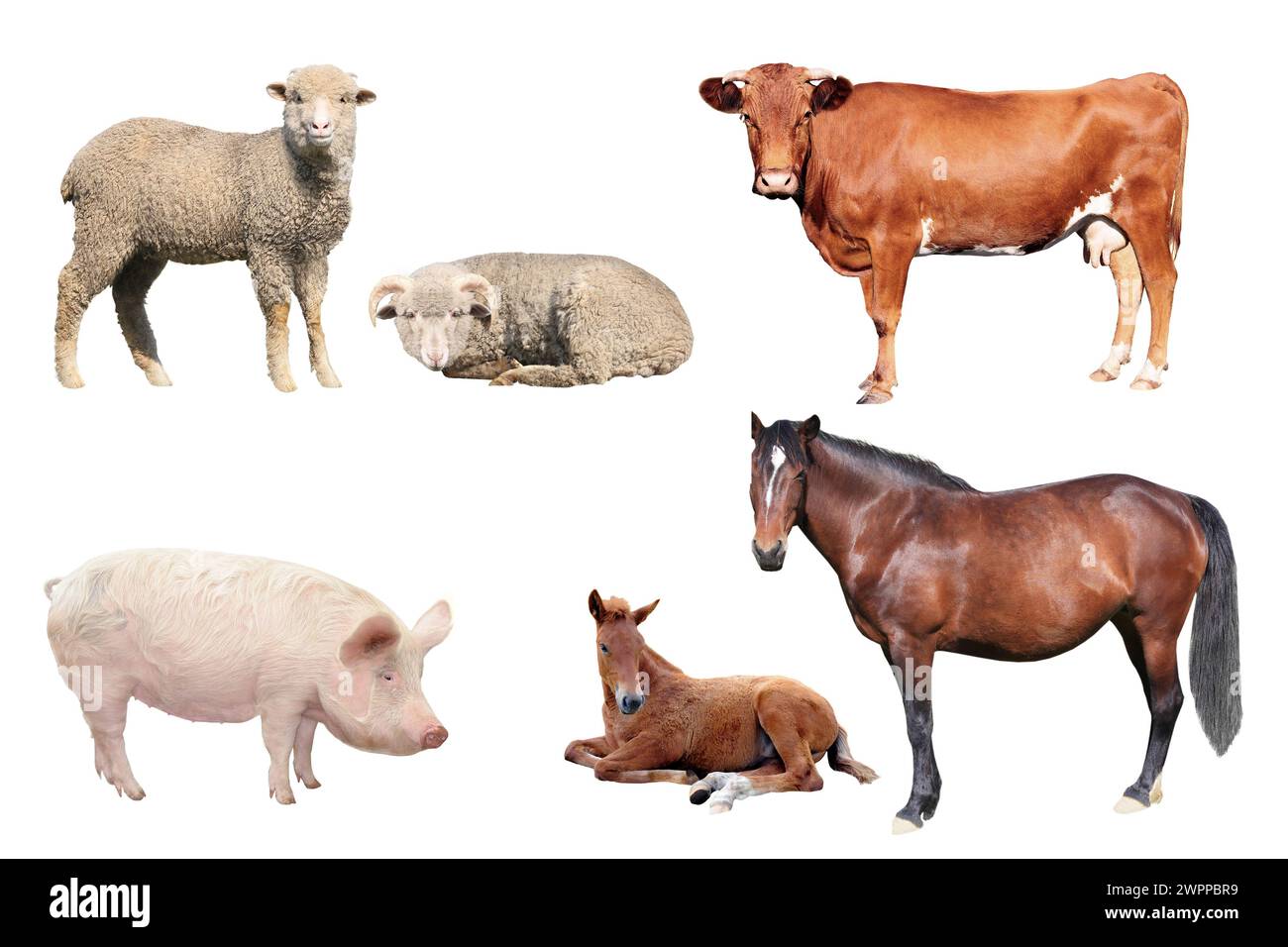 livestock on a white background Stock Photo - Alamy