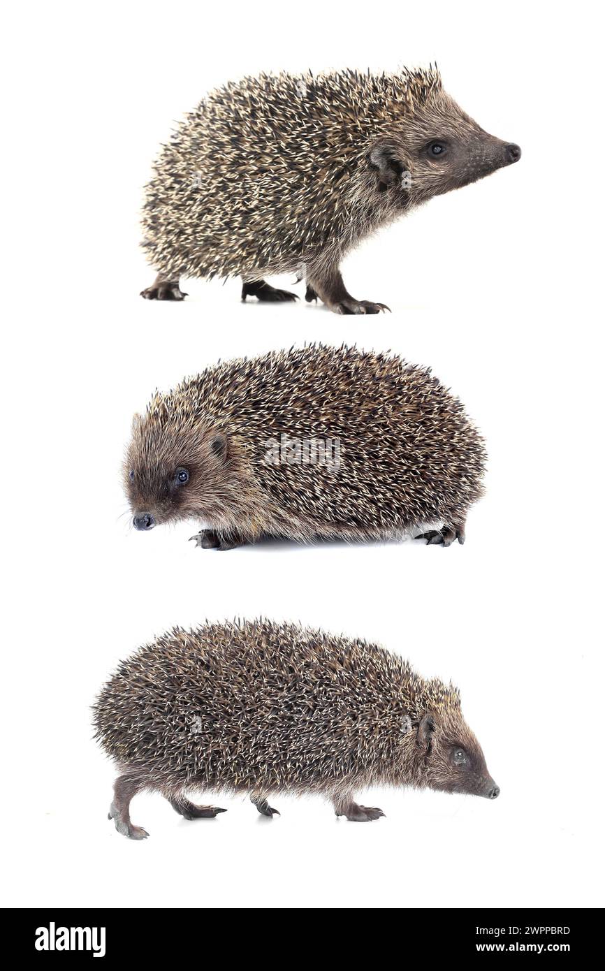 hedgehog isolated on white background Stock Photo - Alamy