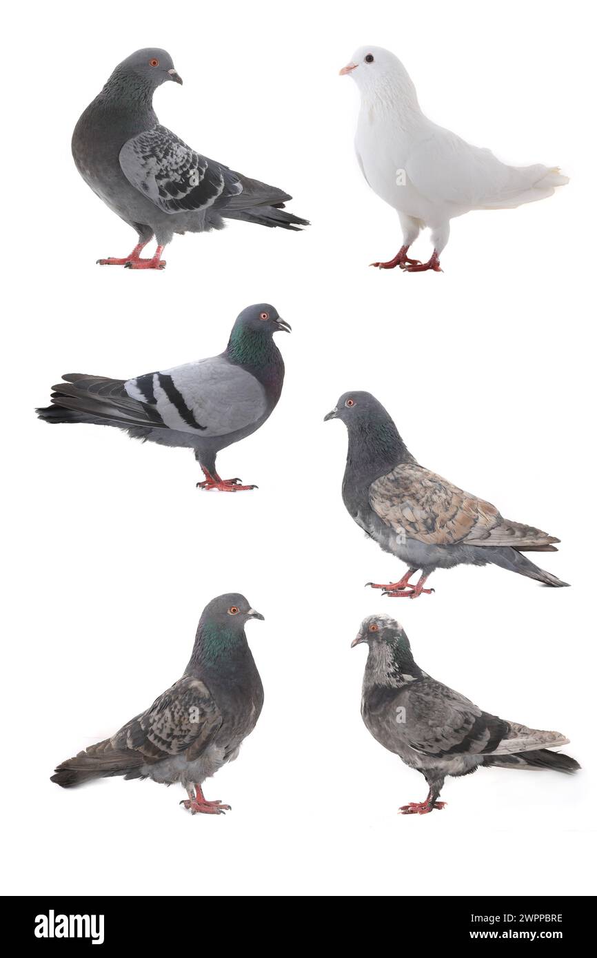 grey dove isolated on a white background Stock Photo - Alamy