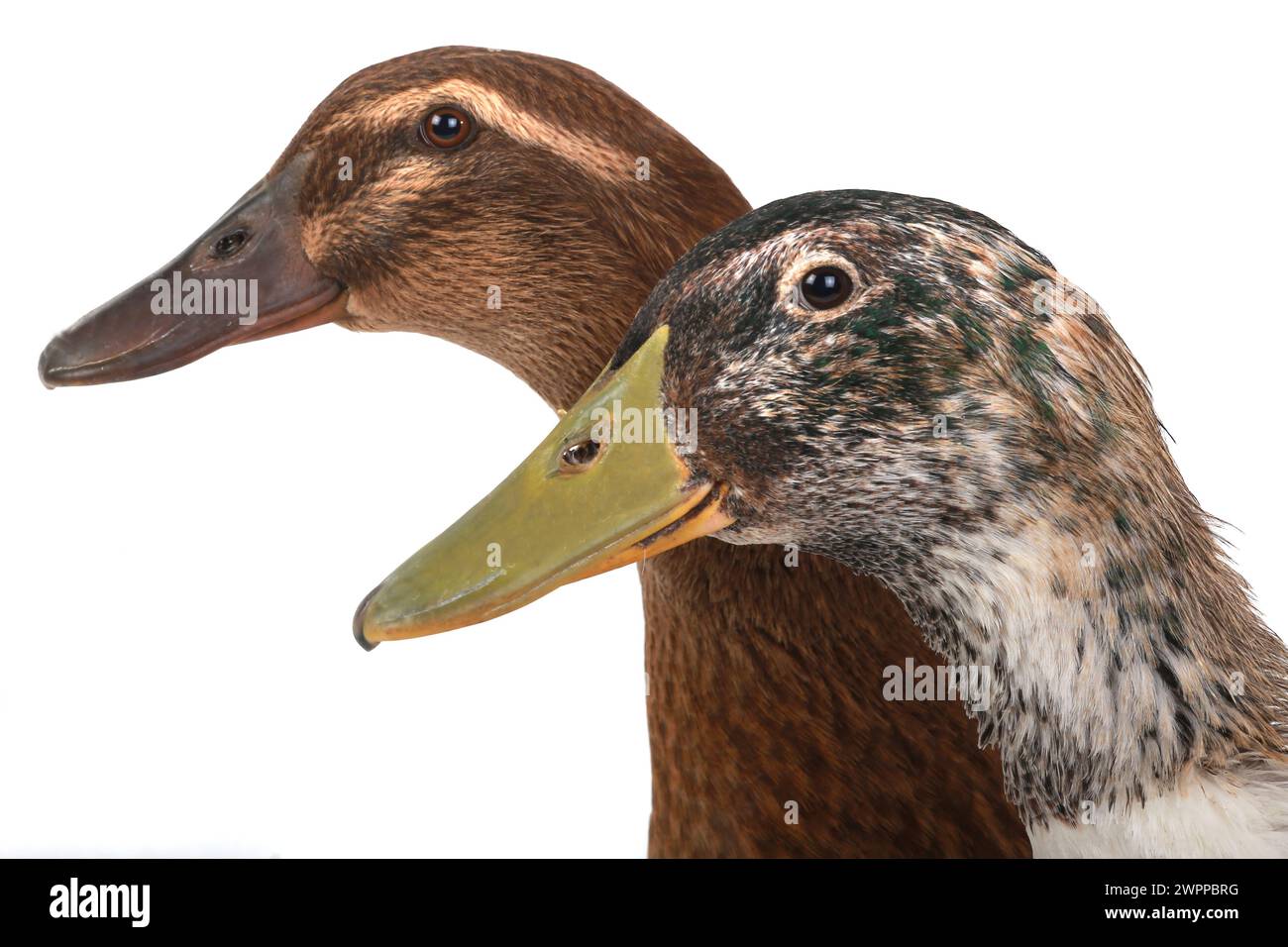 portrait duck on a white background Stock Photo - Alamy