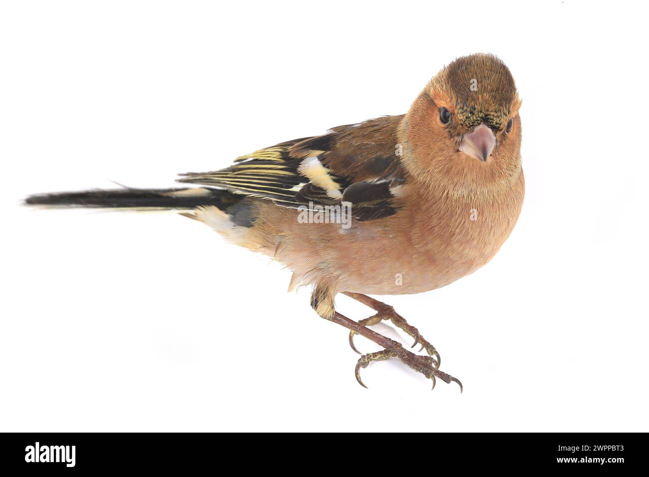 Male chaffinch Cut Out Stock Images & Pictures - Alamy