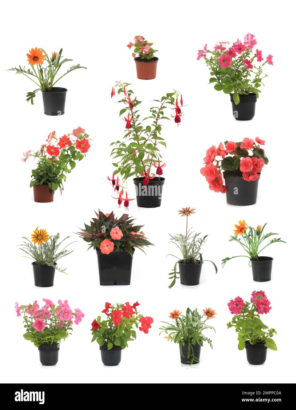 Colorful flover close-up isolated on a white background Stock Photo - Alamy