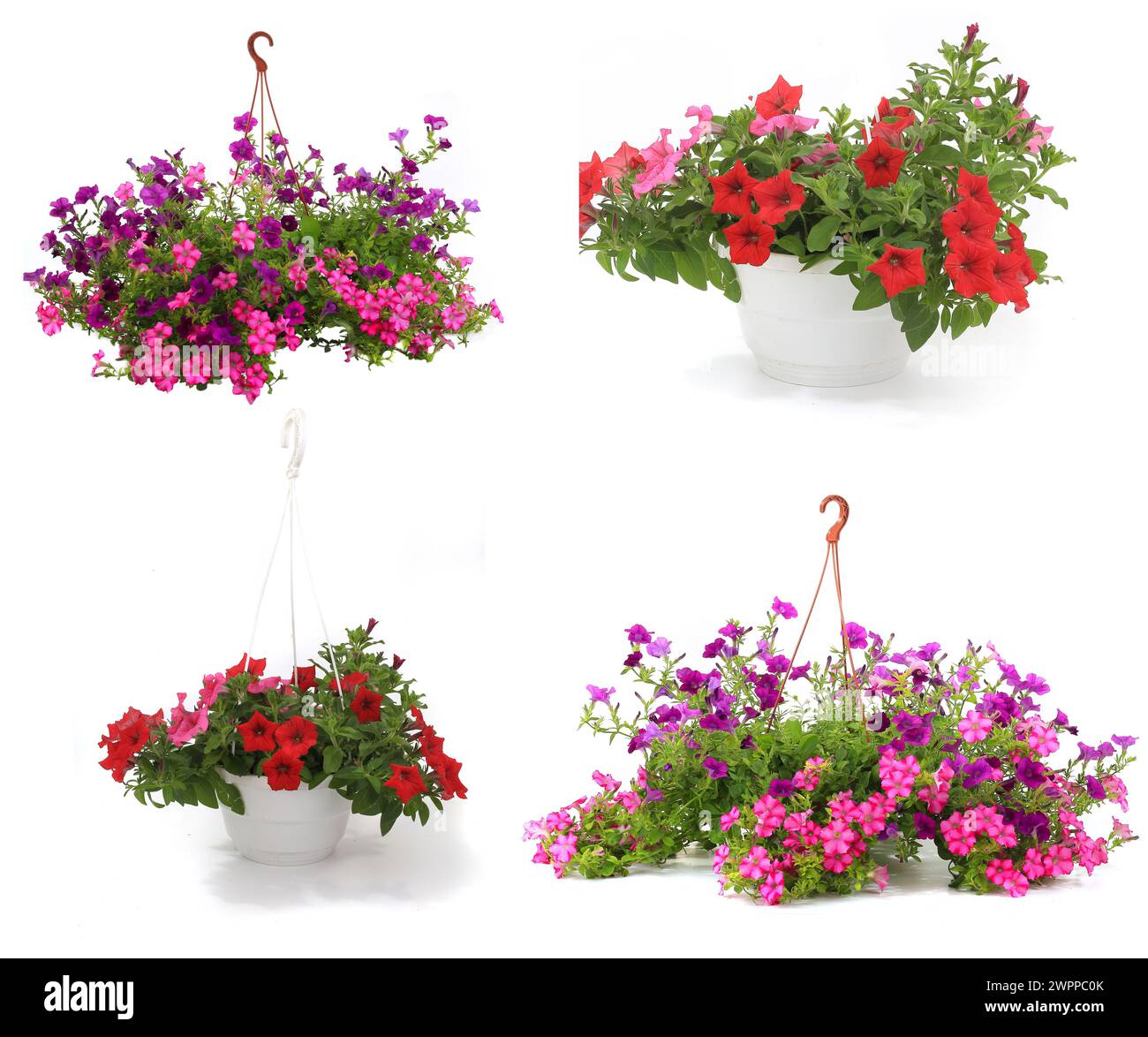 Colorful petunias close-up isolated on a white background Stock Photo ...