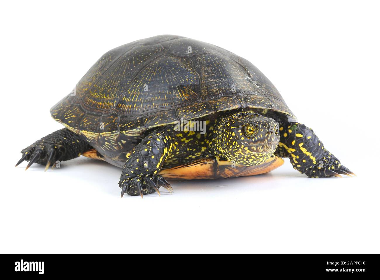 European pond turtle isolated on white Stock Photo - Alamy