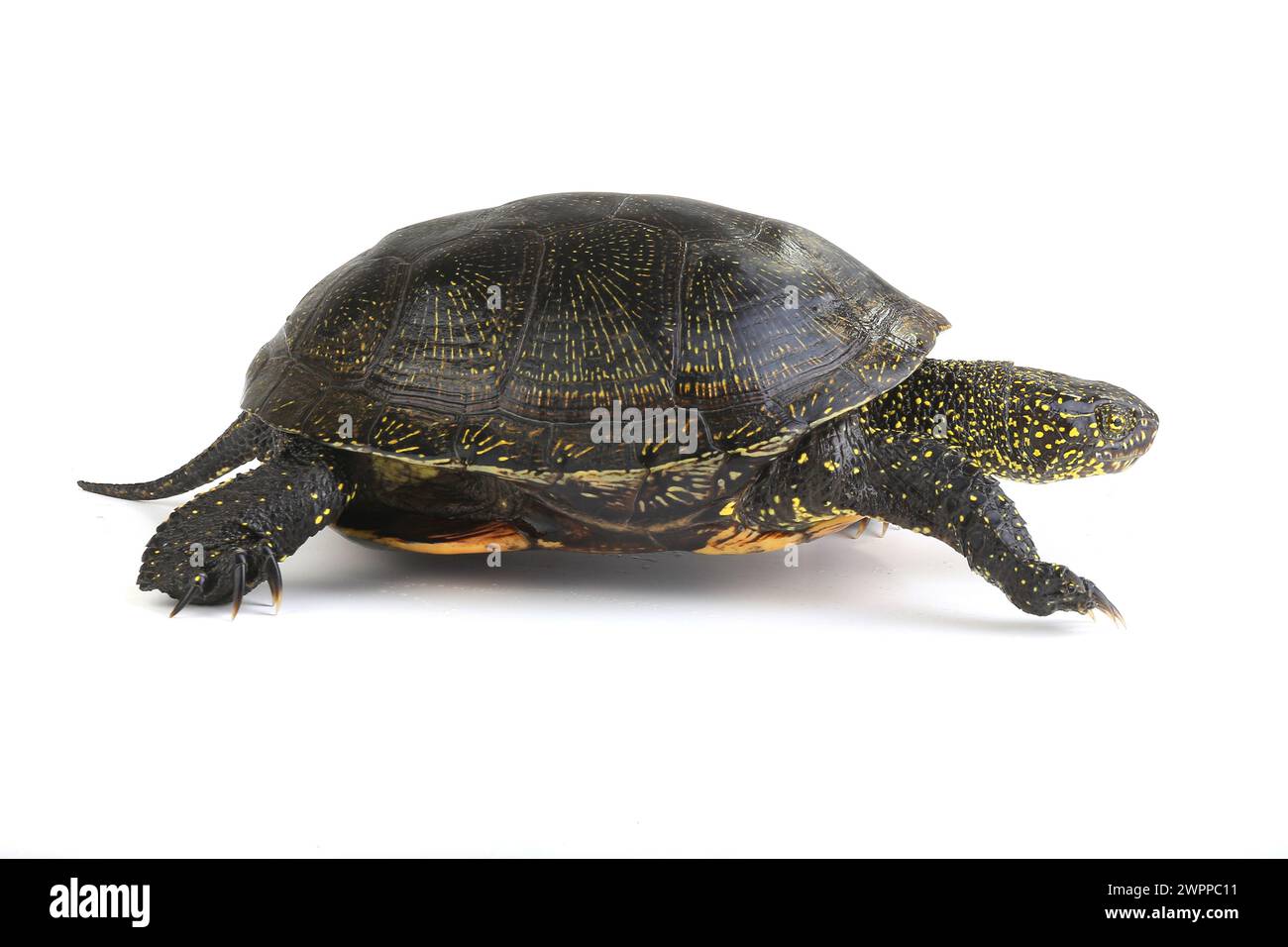 European pond turtle isolated on white Stock Photo - Alamy