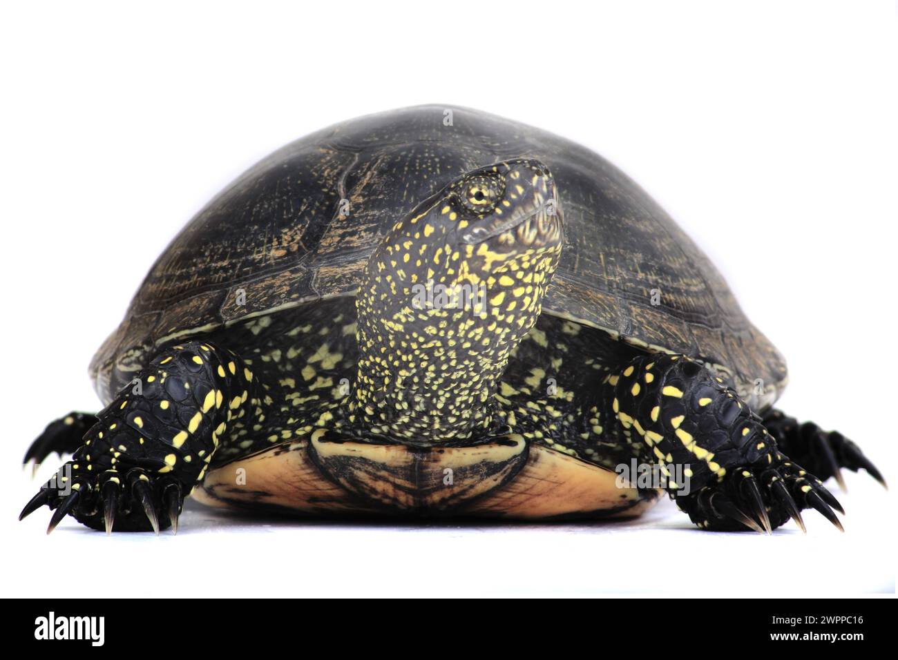 European pond turtle isolated on white Stock Photo - Alamy