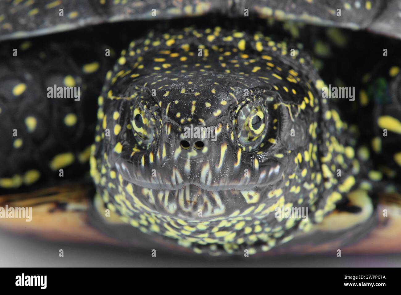 portrait european pond turtle isolated on white Stock Photo - Alamy
