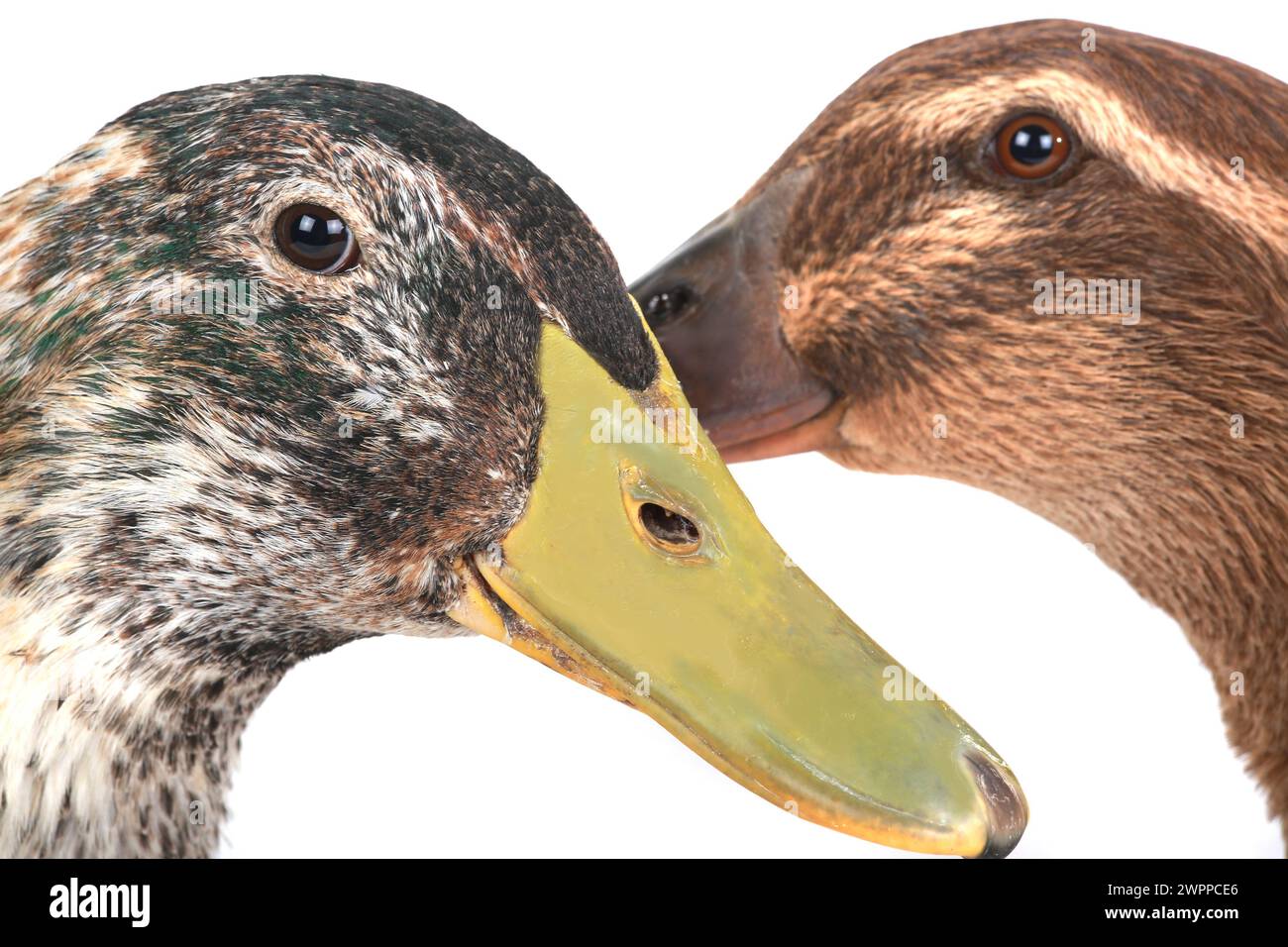 portrait duck on a white background Stock Photo - Alamy