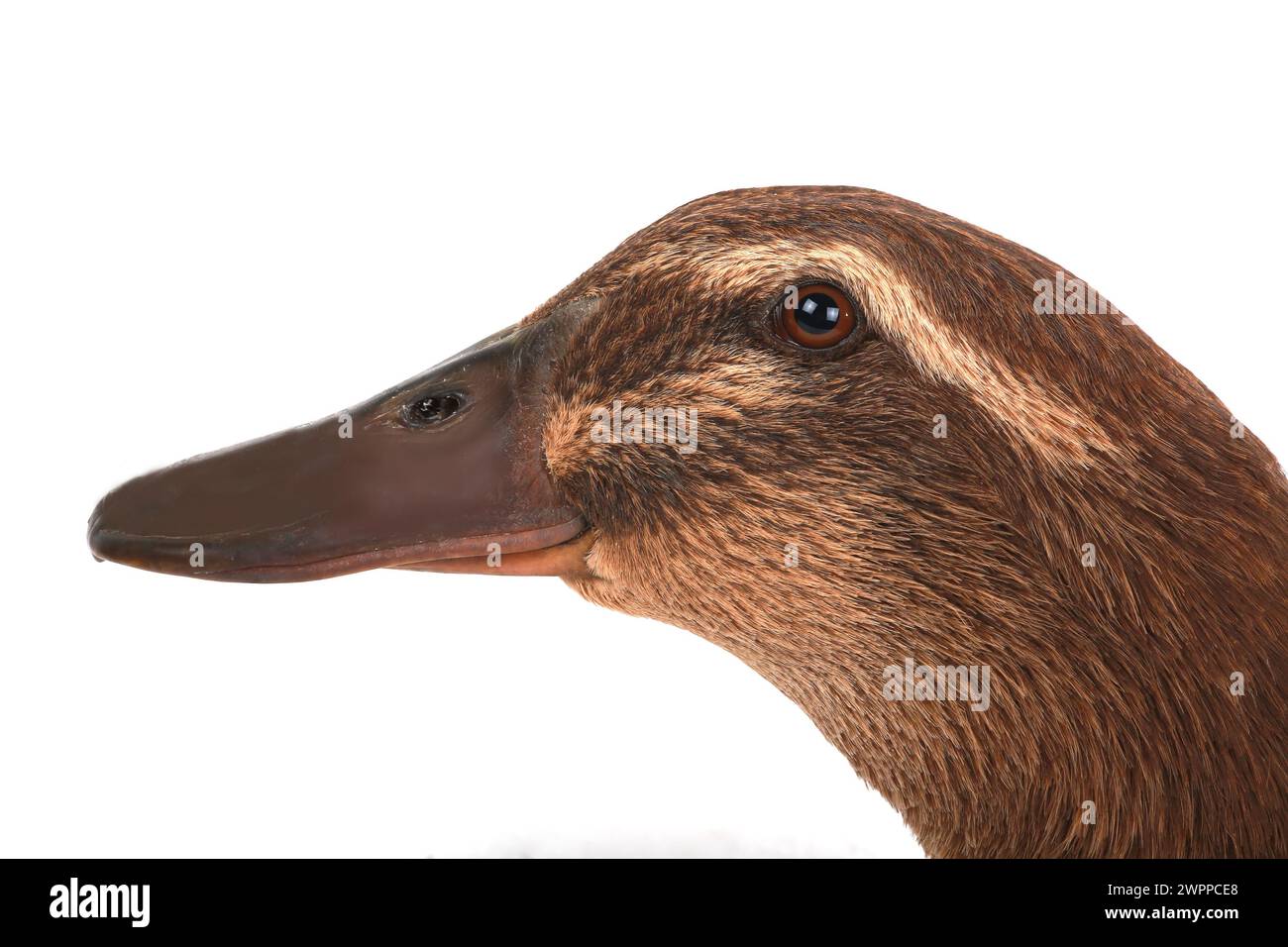 portrait duck on a white background Stock Photo - Alamy