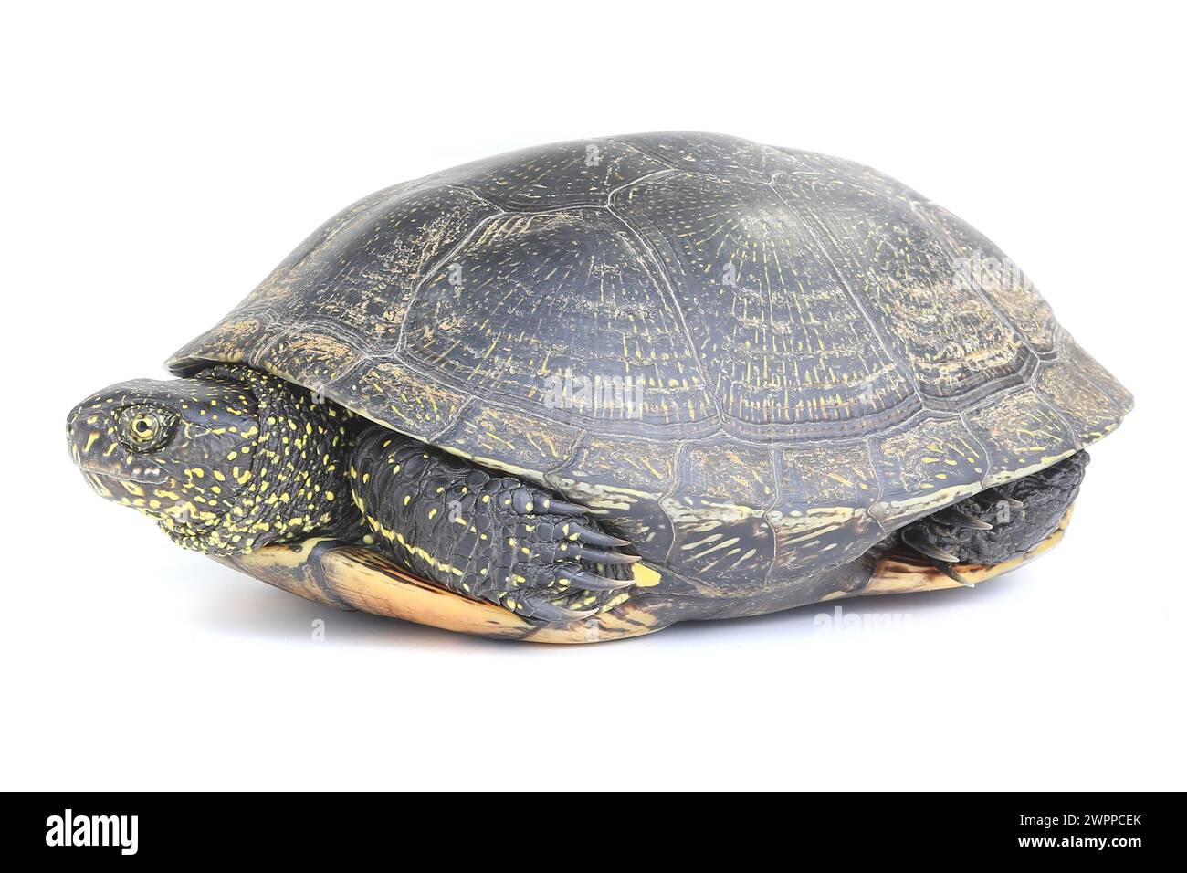 European pond turtle isolated on white Stock Photo - Alamy