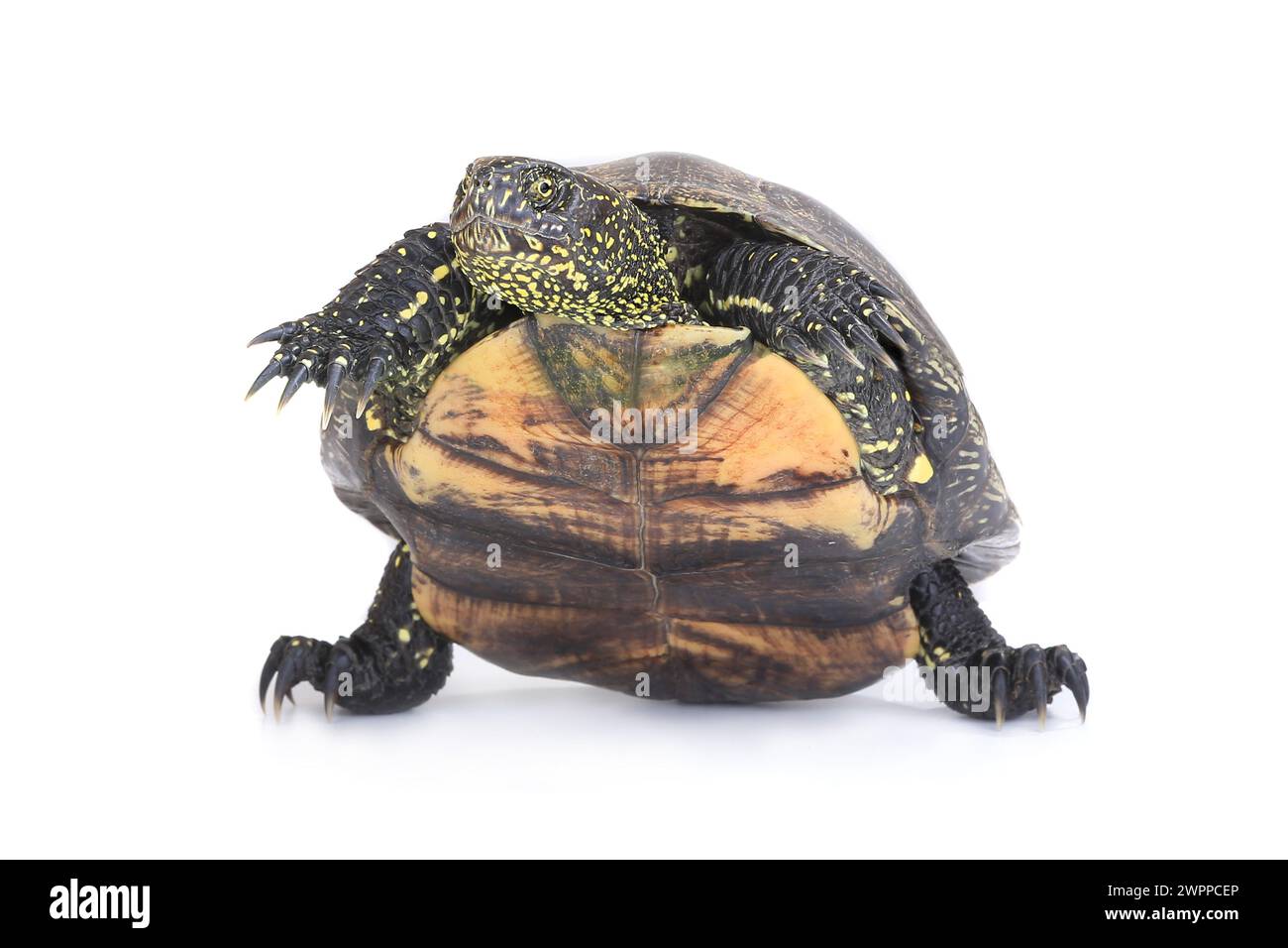 European pond turtle isolated on white Stock Photo - Alamy