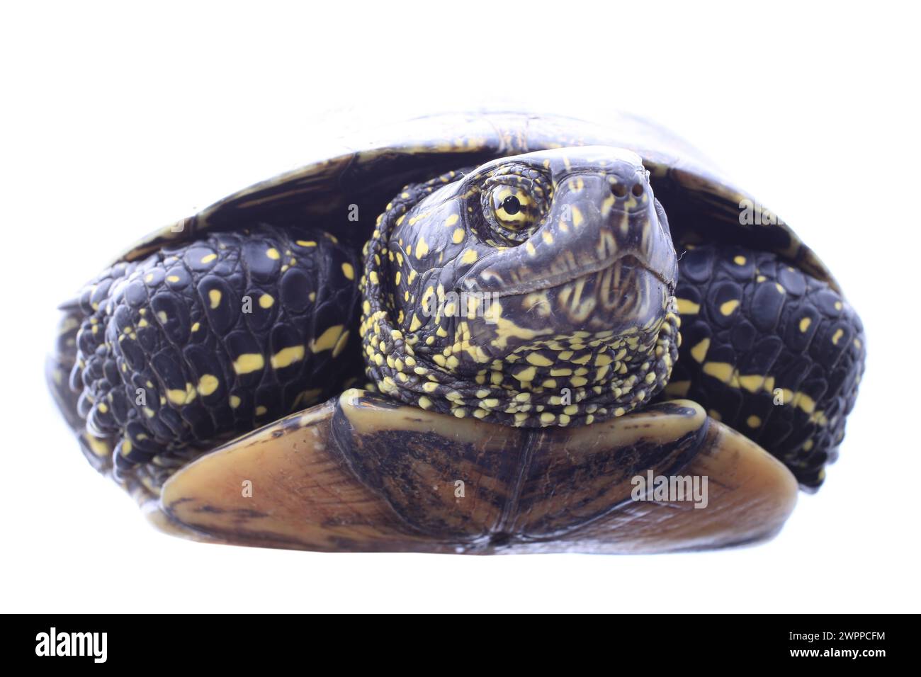 European pond turtle isolated on white Stock Photo - Alamy