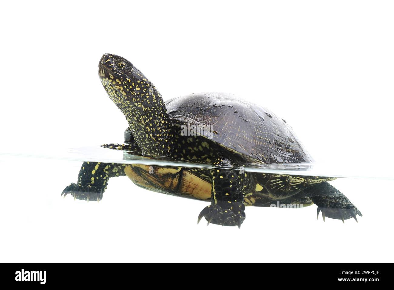 marsh turtle in water Stock Photo - Alamy