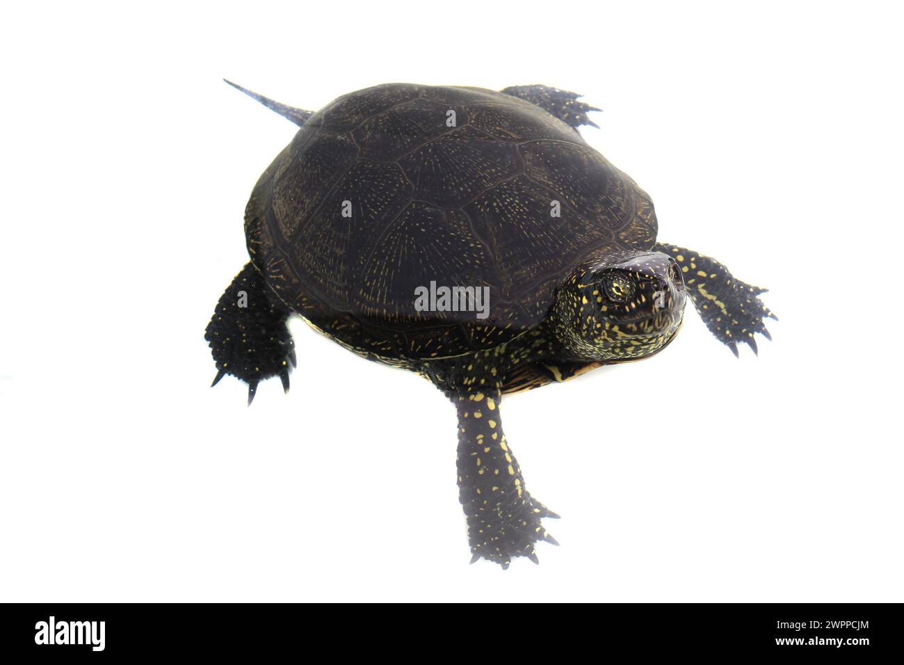 marsh turtle in water Stock Photo - Alamy