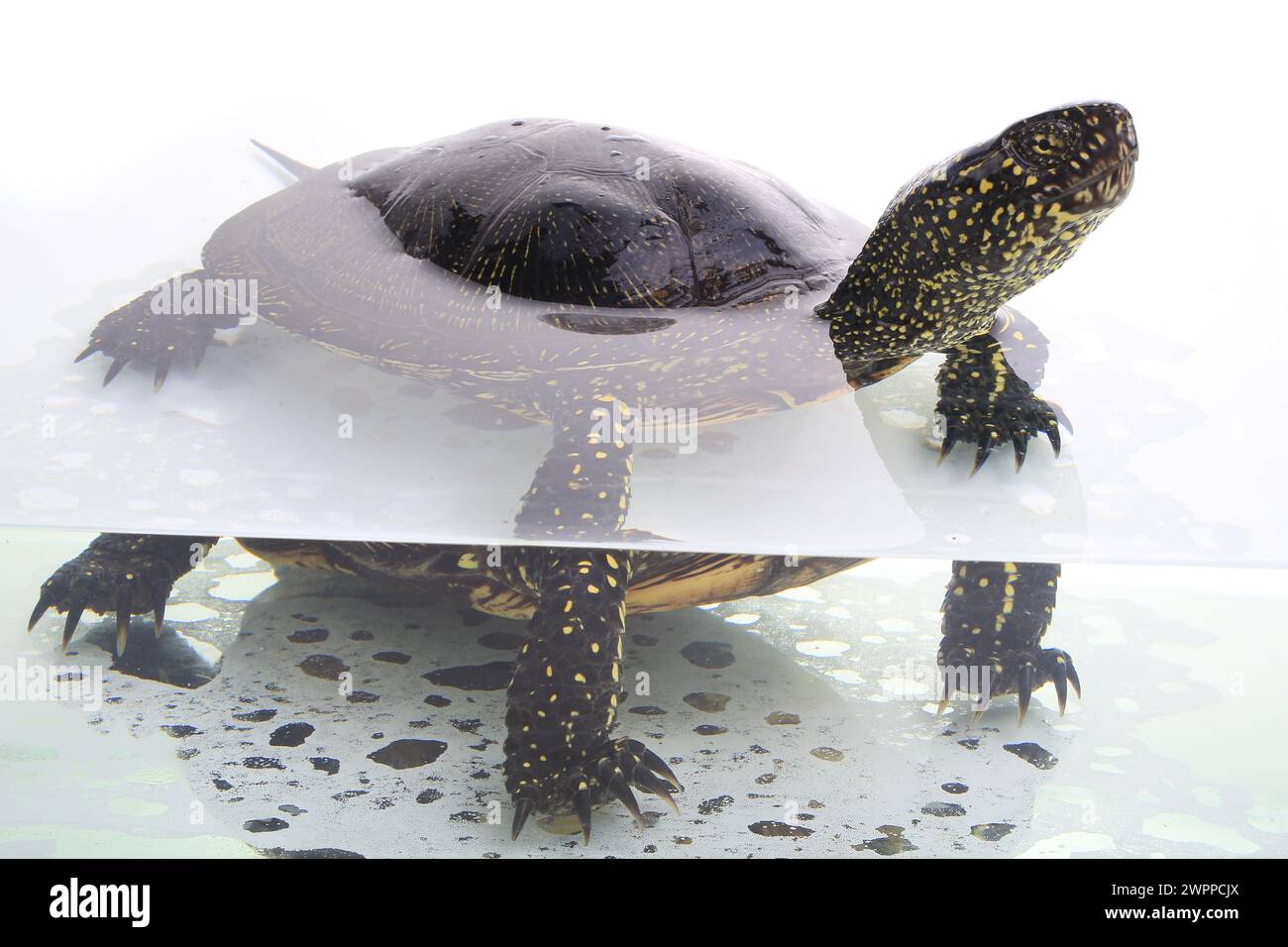 marsh turtle in water Stock Photo - Alamy