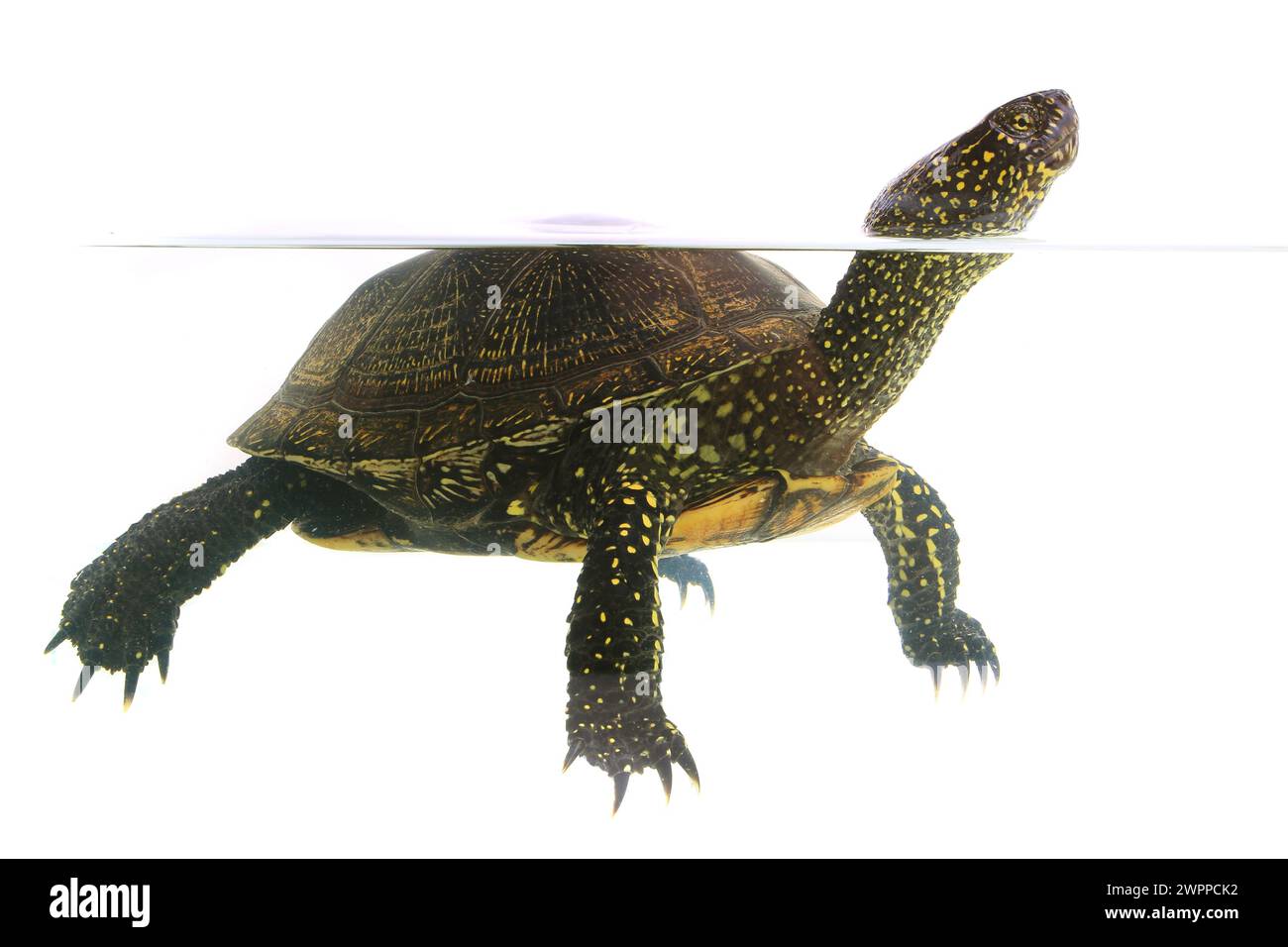 marsh turtle in water Stock Photo - Alamy