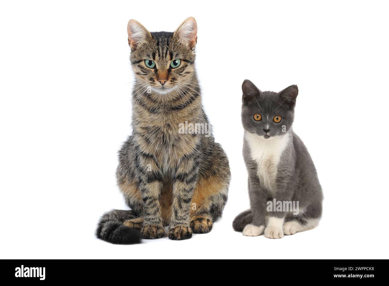 Cute european kitten on Cut Out Stock Images & Pictures - Alamy