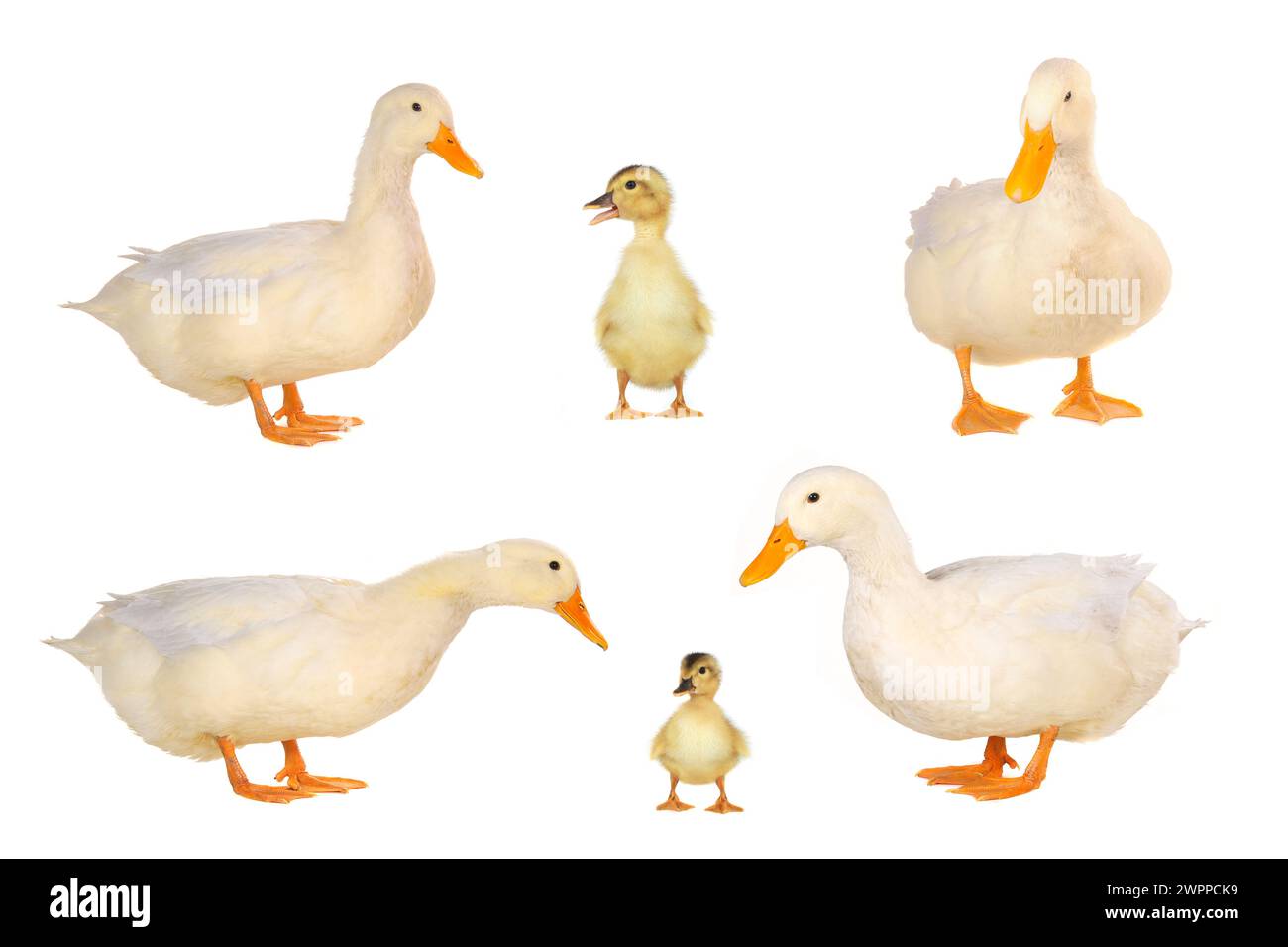 duck on white a background Stock Photo - Alamy