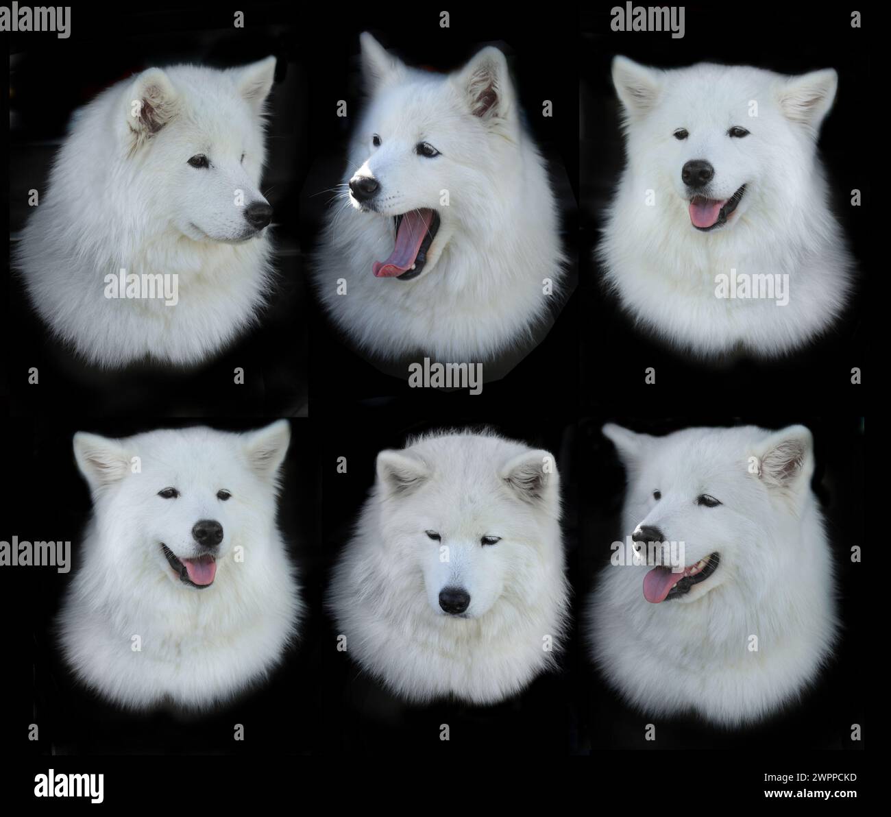 Samoyed dogs hi-res stock photography and images - Alamy