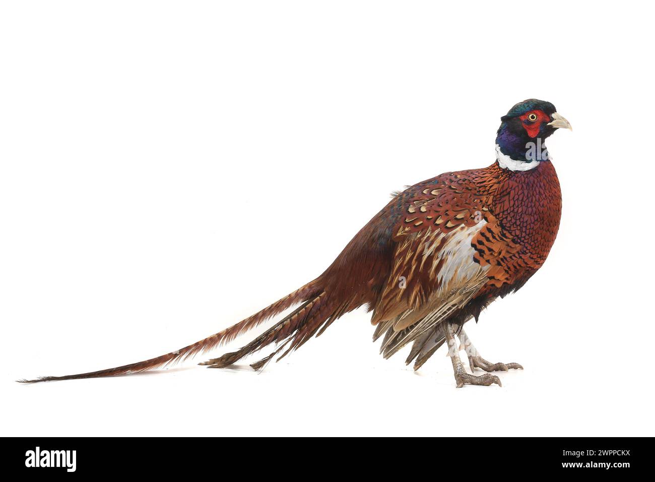 Pheasant in nature Cut Out Stock Images & Pictures - Alamy