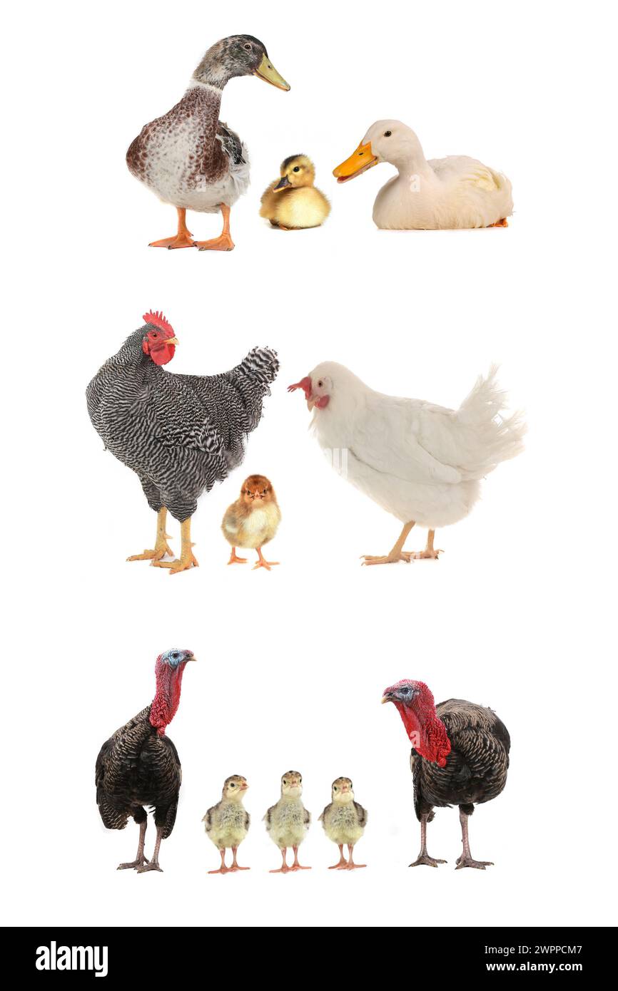 farming birds isolated on a white background Stock Photo - Alamy