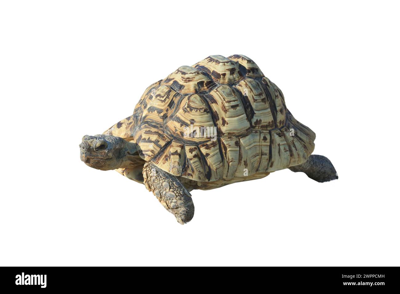 Turtle isolated on white background Stock Photo - Alamy