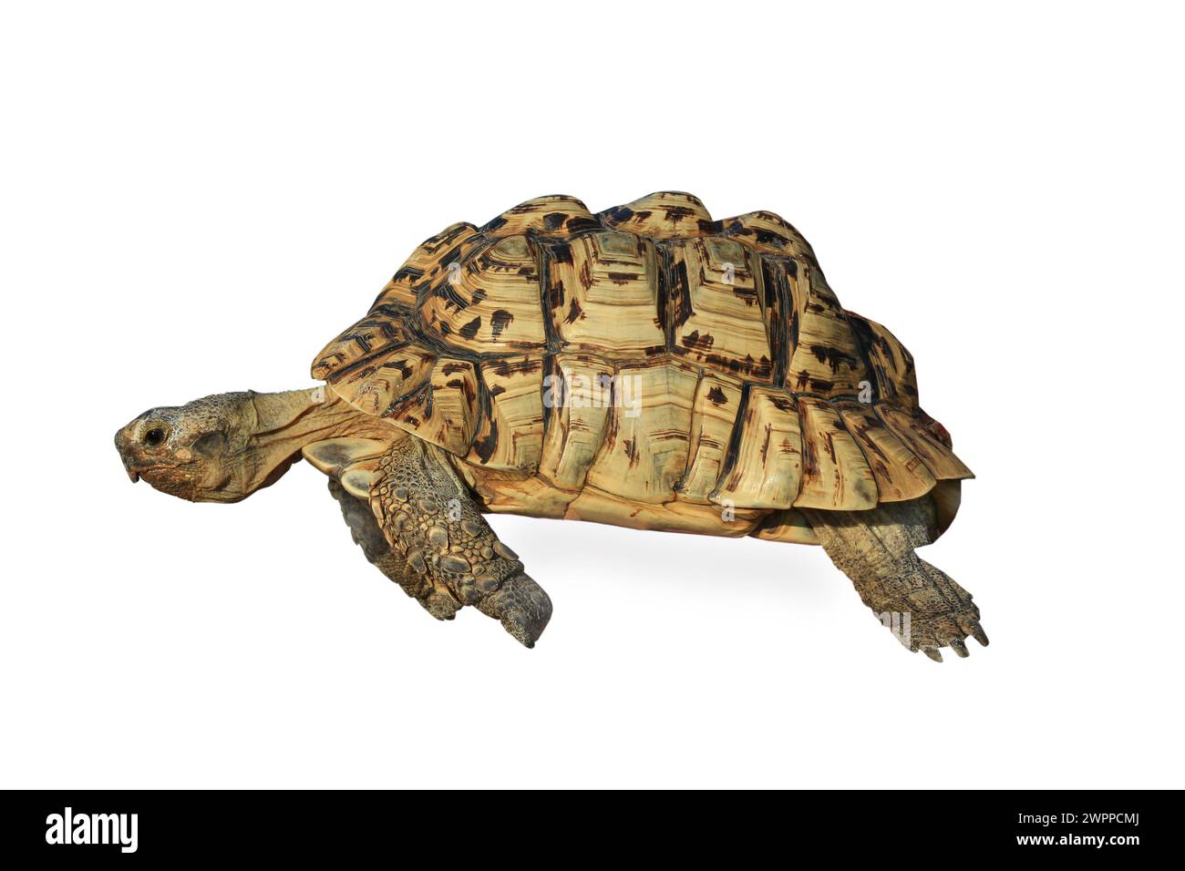Turtle isolated on white background Stock Photo - Alamy