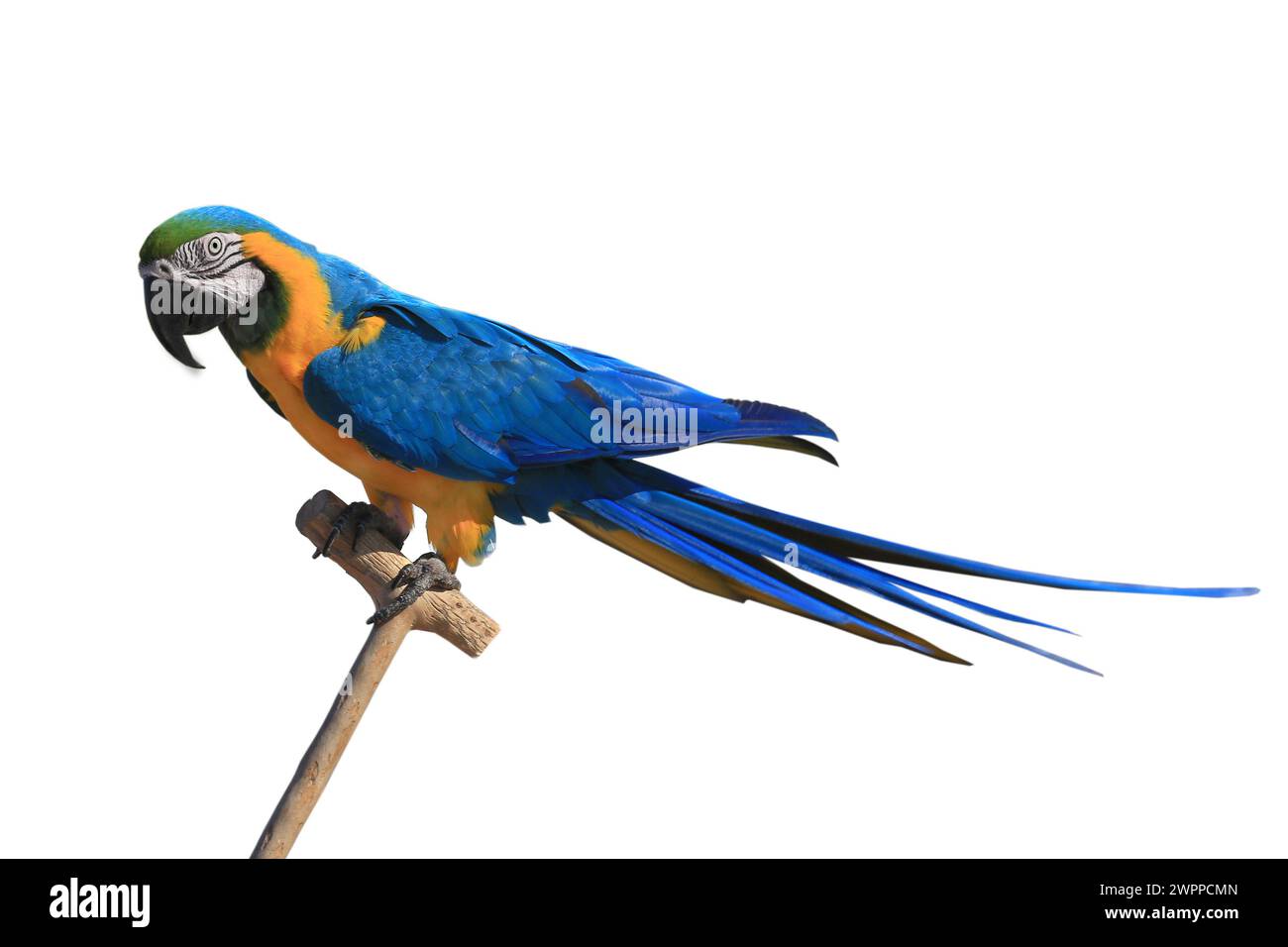 Zoo macaw Cut Out Stock Images & Pictures - Alamy