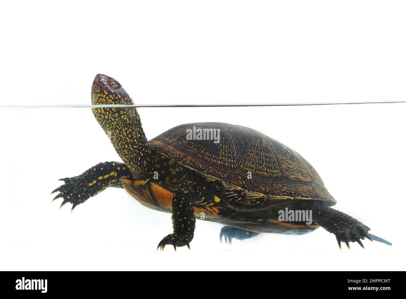 marsh turtle in water Stock Photo - Alamy