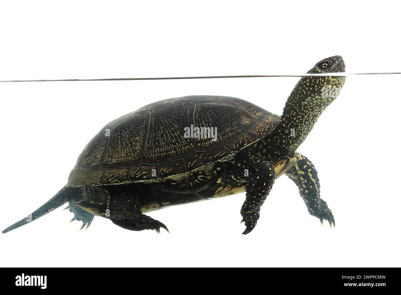 marsh turtle in water Stock Photo - Alamy