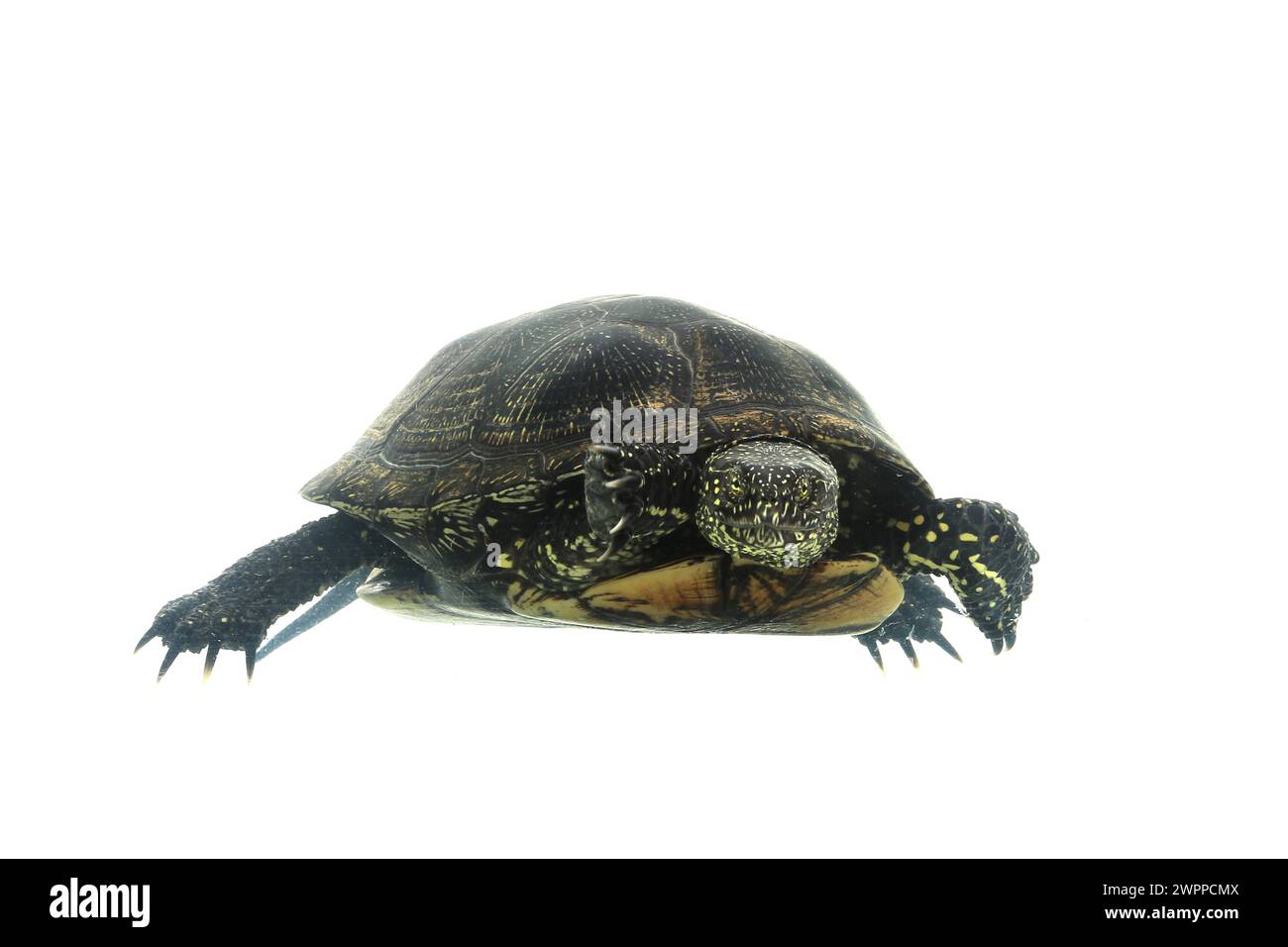 Brown water pond in Cut Out Stock Images & Pictures - Alamy