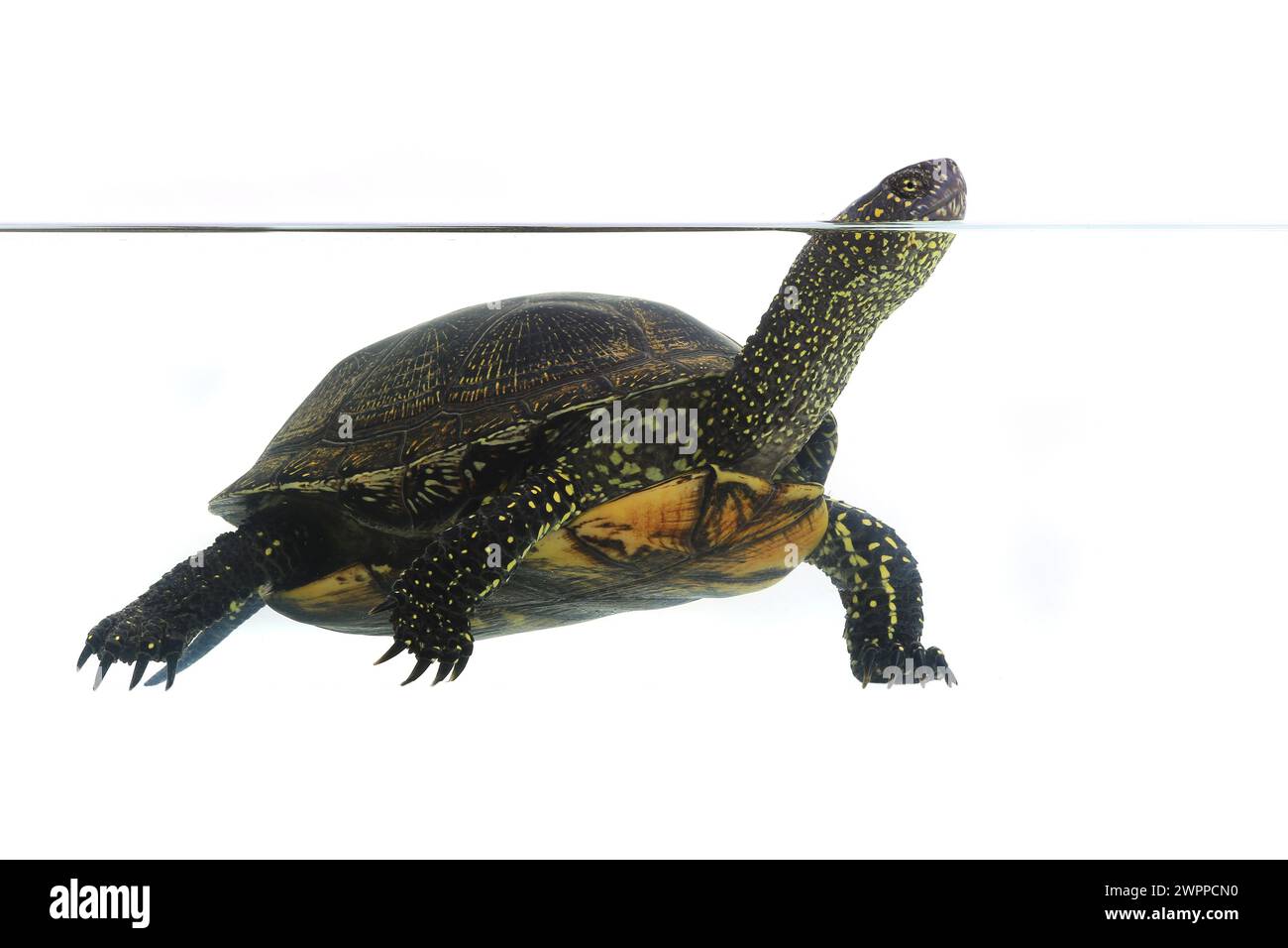 Black spotted turtle hi-res stock photography and images - Alamy