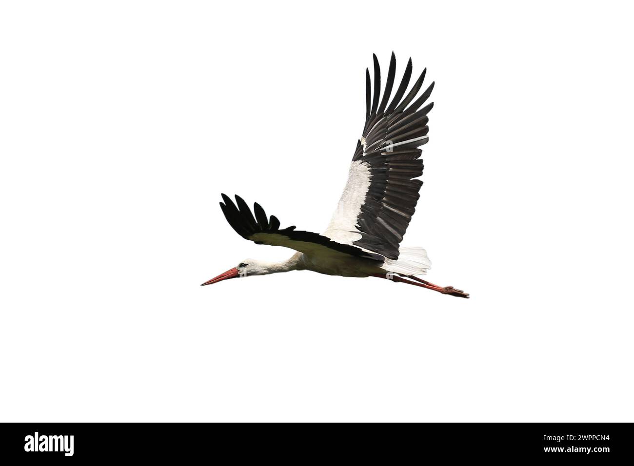 Flying stork isolated on white background Stock Photo - Alamy