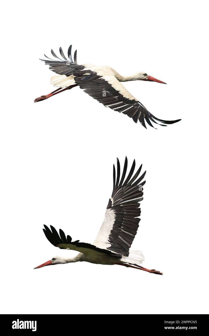 Flying stork isolated on white background Stock Photo - Alamy