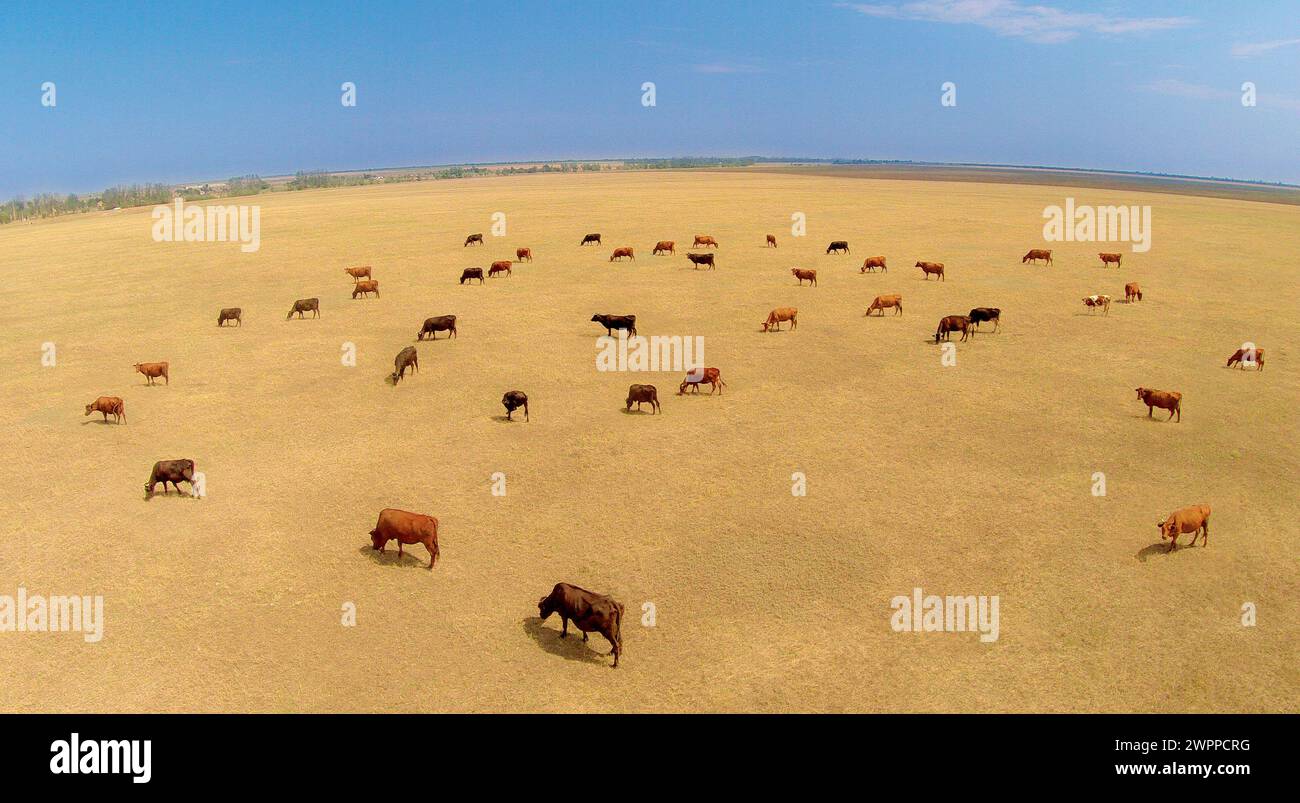 Scratch pasture hi-res stock photography and images - Alamy