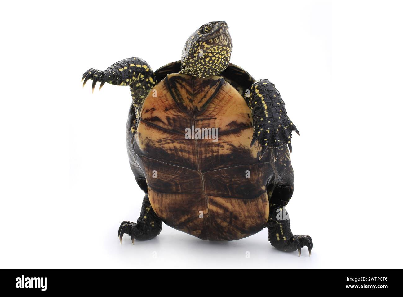 Shell standing Cut Out Stock Images & Pictures - Alamy