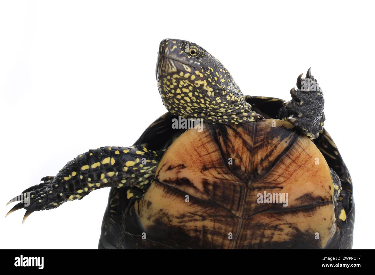 turtle standing on hinder legs Stock Photo - Alamy