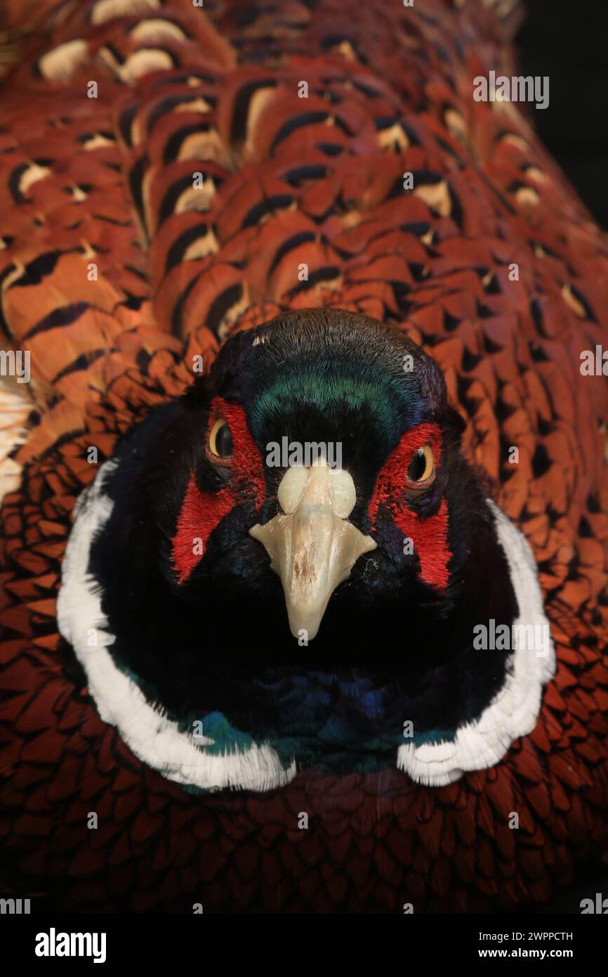 portrait pheasant hunting is photographed in studio Stock Photo - Alamy