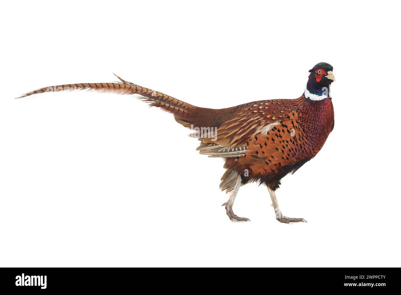 Pheasant in nature Cut Out Stock Images & Pictures - Alamy